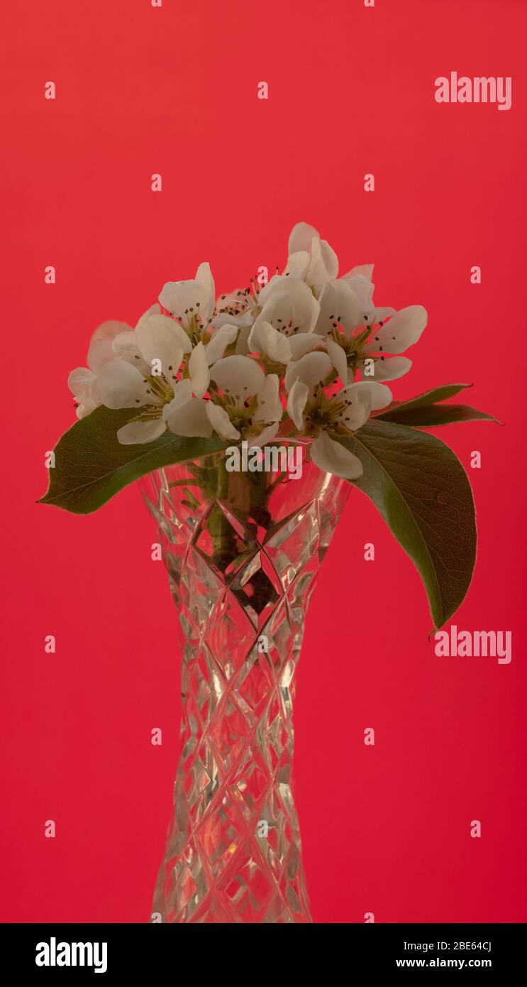 Blossom of the British raised conference pear tree Stock Photo - Alamy