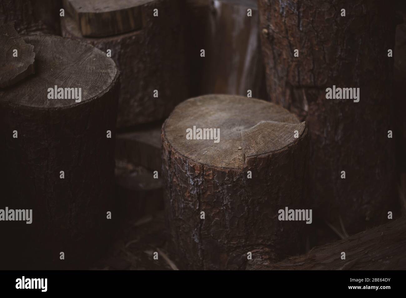 Cut pine and other brown trees in the forest Stock Photo - Alamy