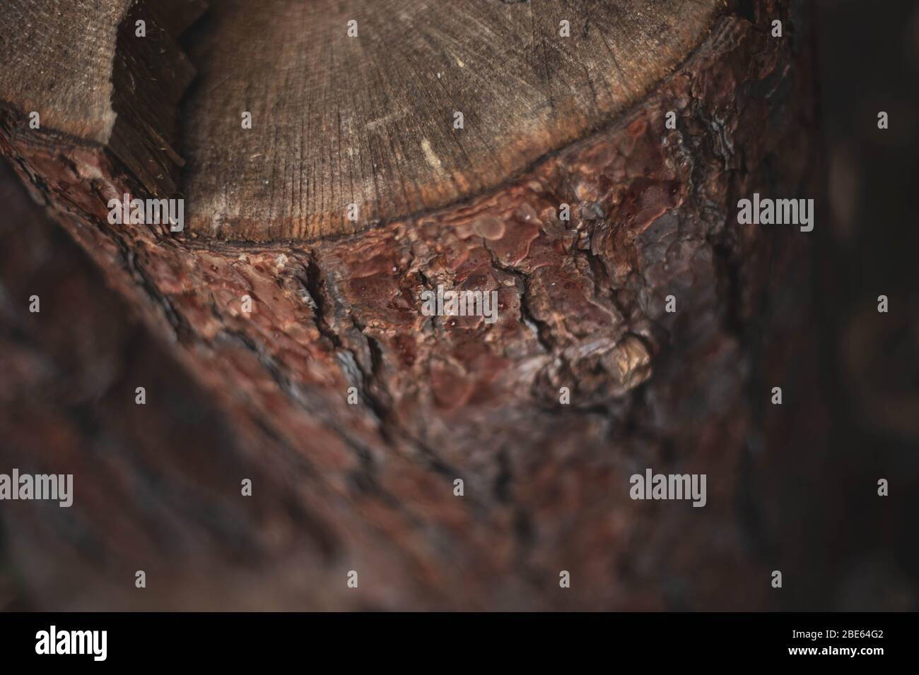 Abstract tree texture hi-res stock photography and images - Alamy