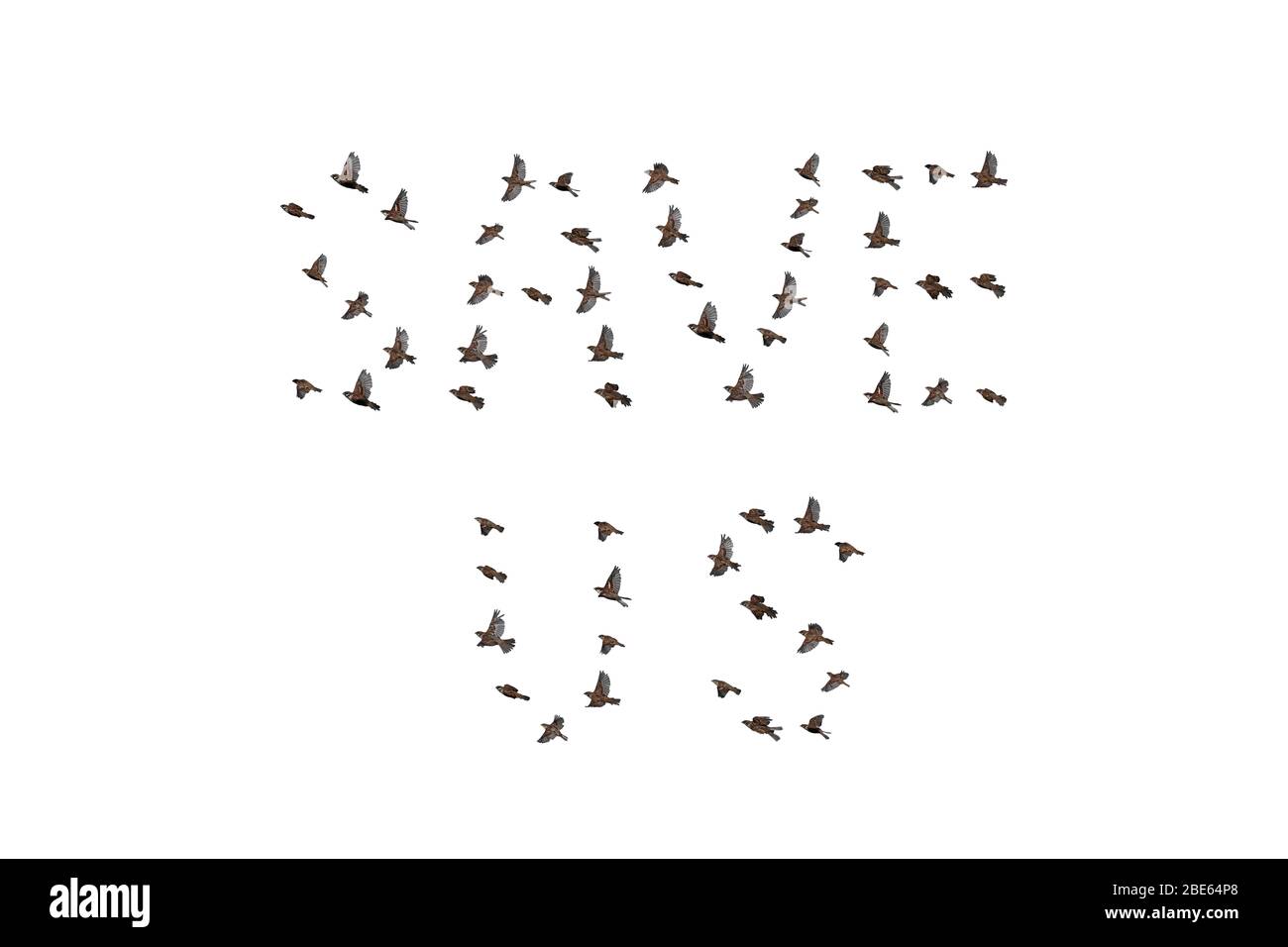 Sparrow flock flying in sky, isolated, SAVE US shape, endangered ...