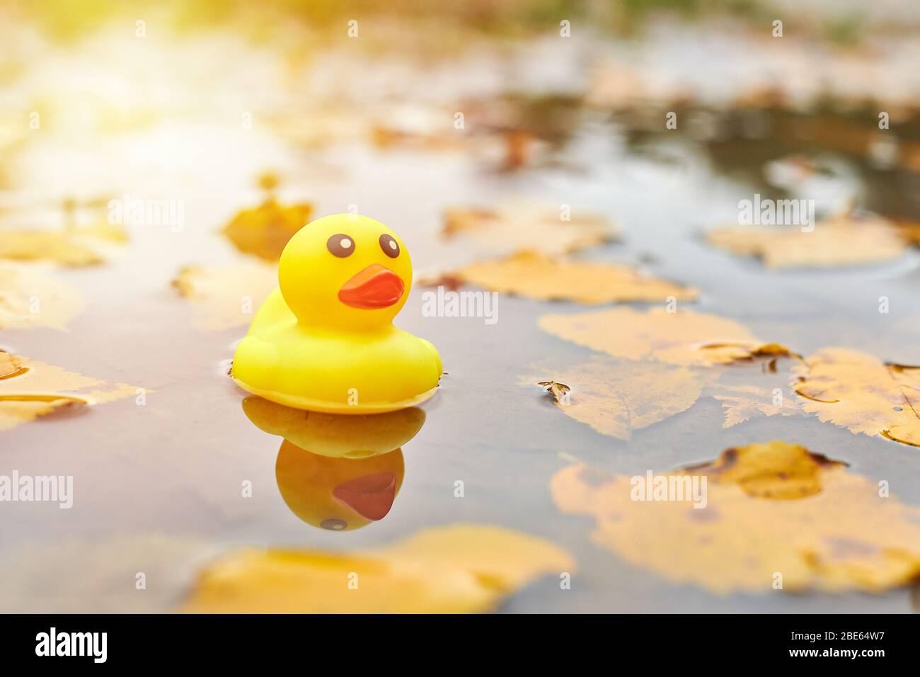 Autumn duck toy in puddle with leaves. Autumn symbol of change of ...