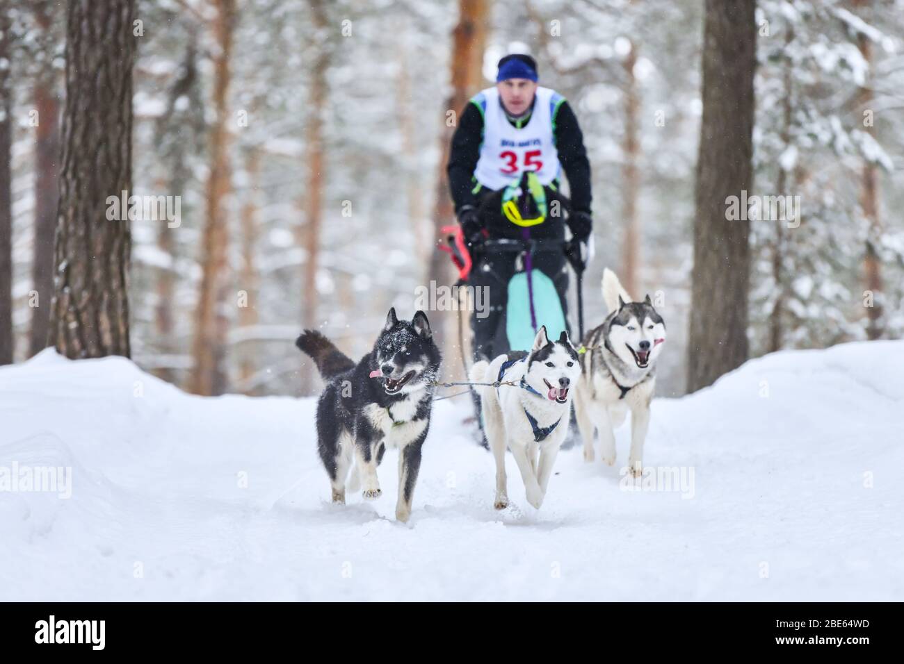 Siberian husky sled dog racing. Mushing winter competition. Husky sled ...