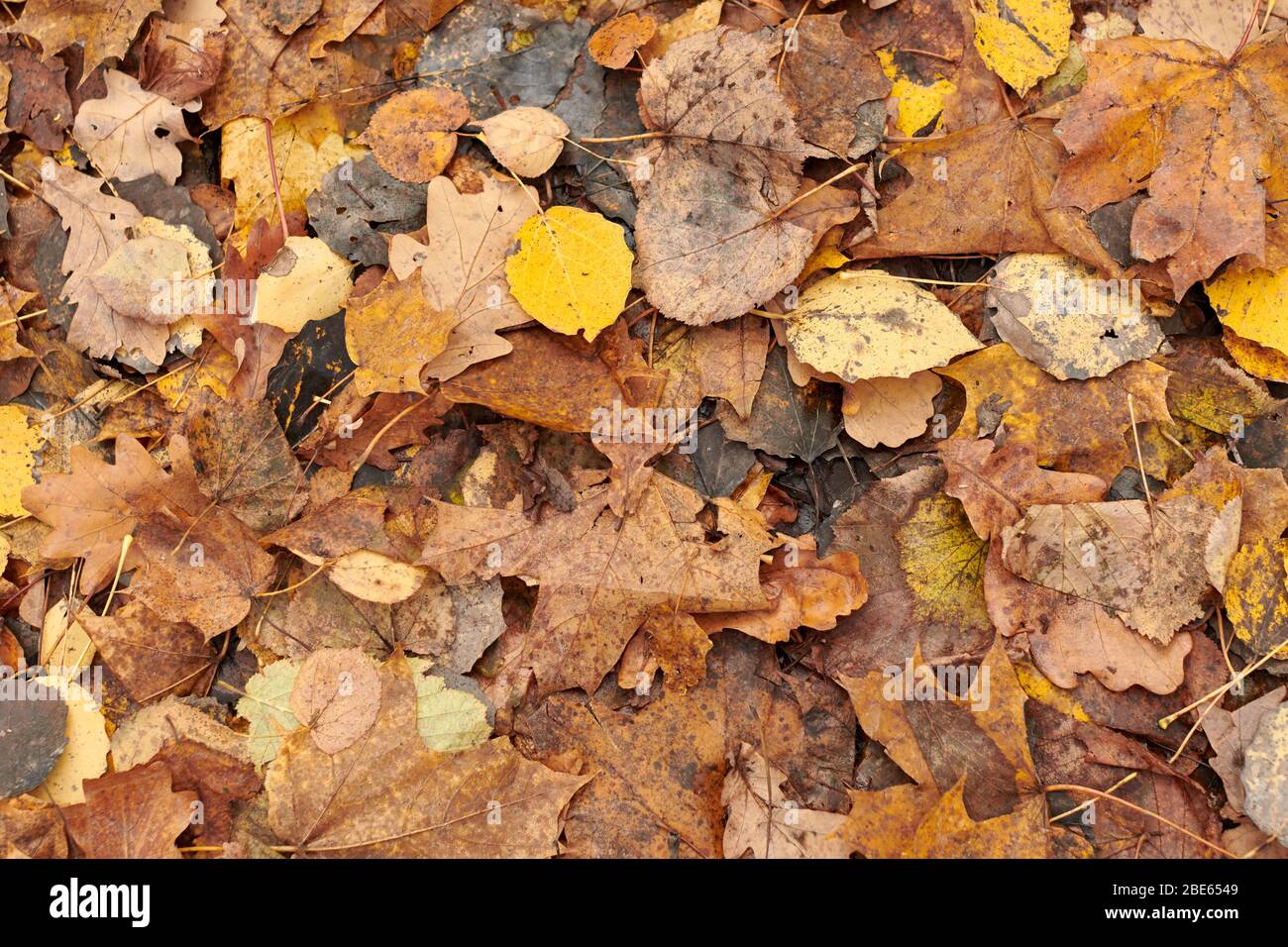 Autumn leaves, top view. Colorful fallen foliage. Design background ...
