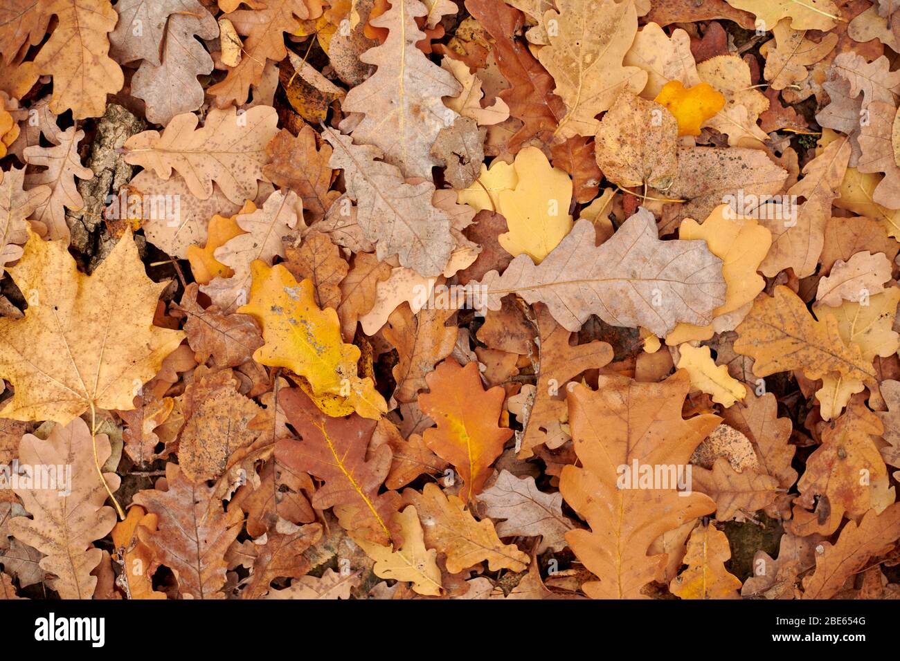 Autumn leaves, top view. Colorful fallen foliage. Design background ...