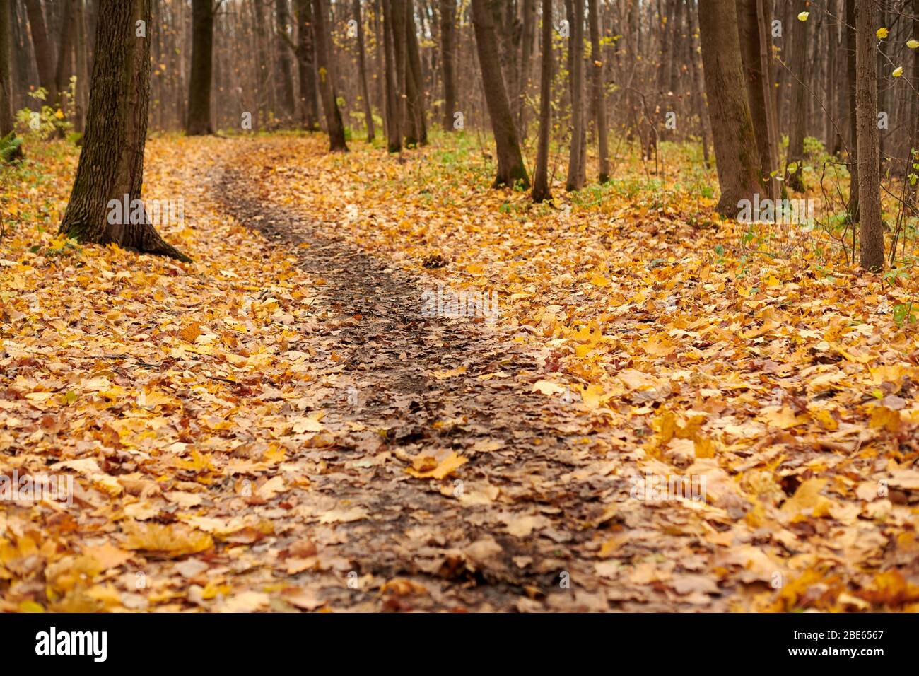 Autumn forest footpath with fallen leaves. Beautiful birch alley. Calm ...