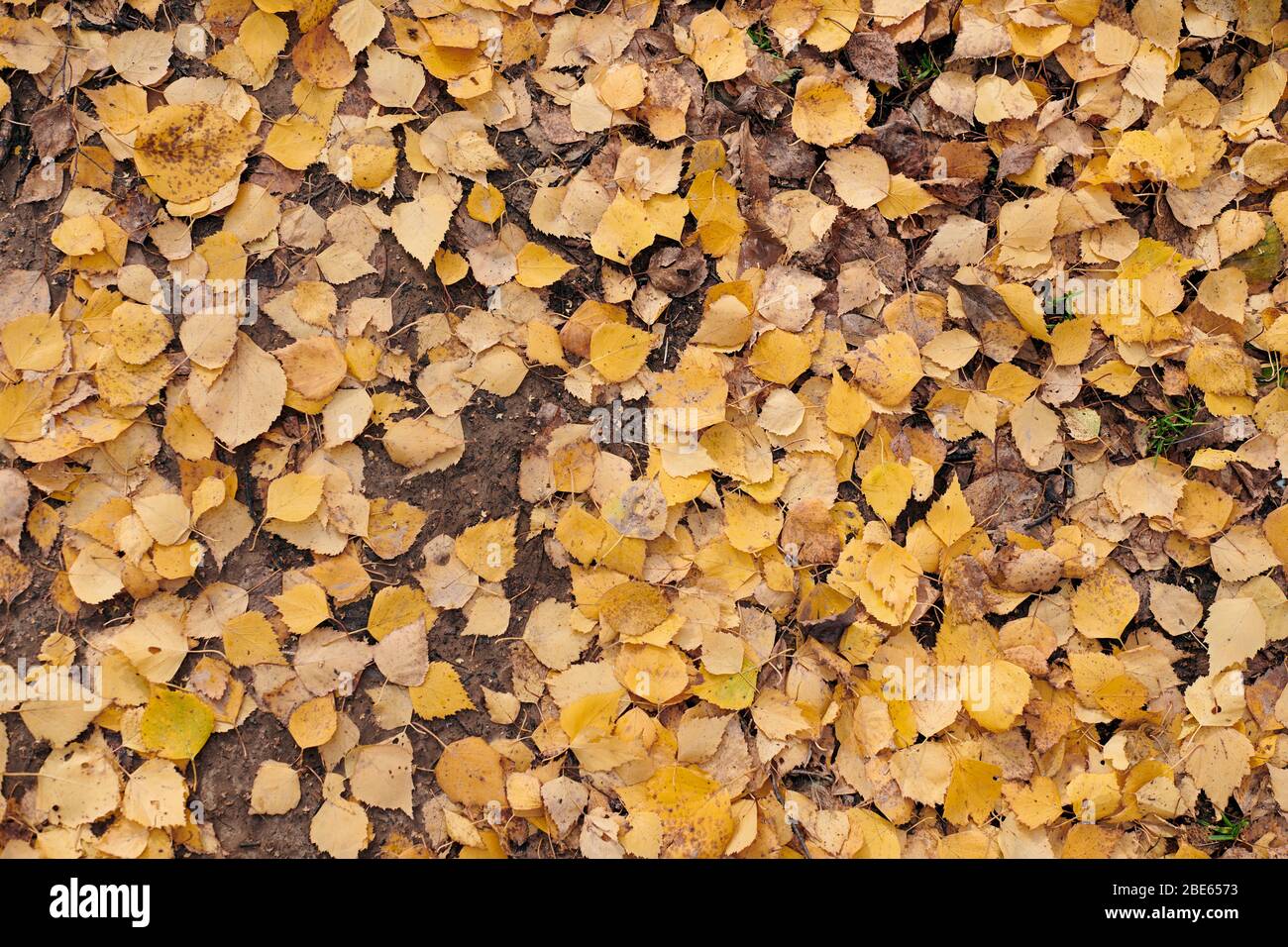 Autumn leaves, top view. Colorful fallen foliage. Design background ...