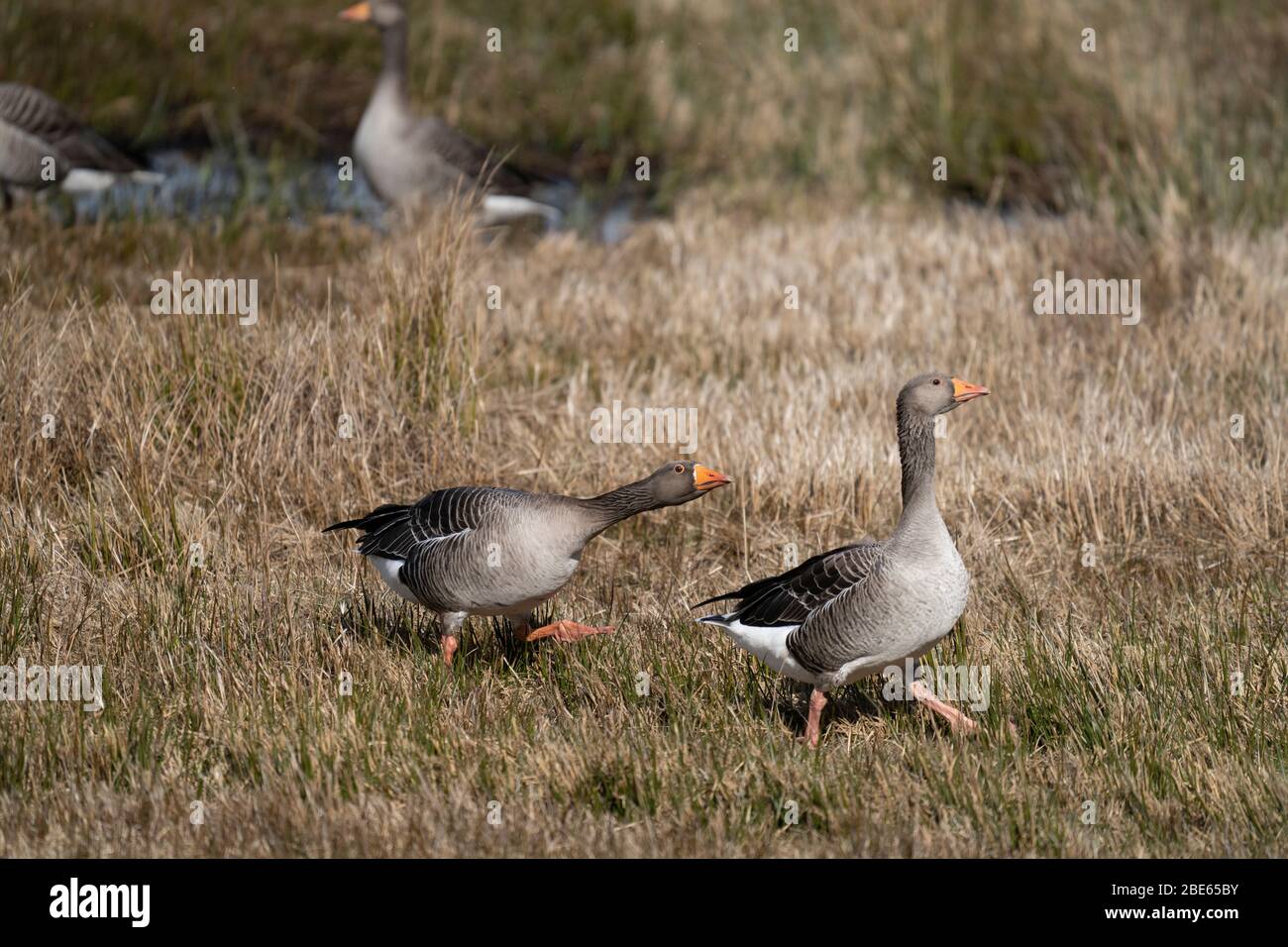 Greylag Goose chasing off another Stock Photo - Alamy
