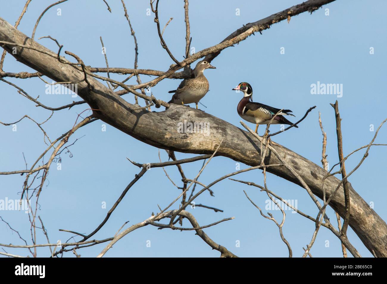wood ducks in spring Stock Photo - Alamy