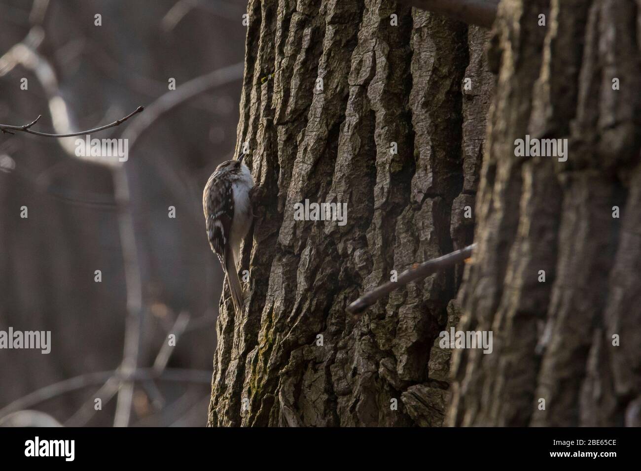 brown creeper (Certhia americana), also known as the American ...
