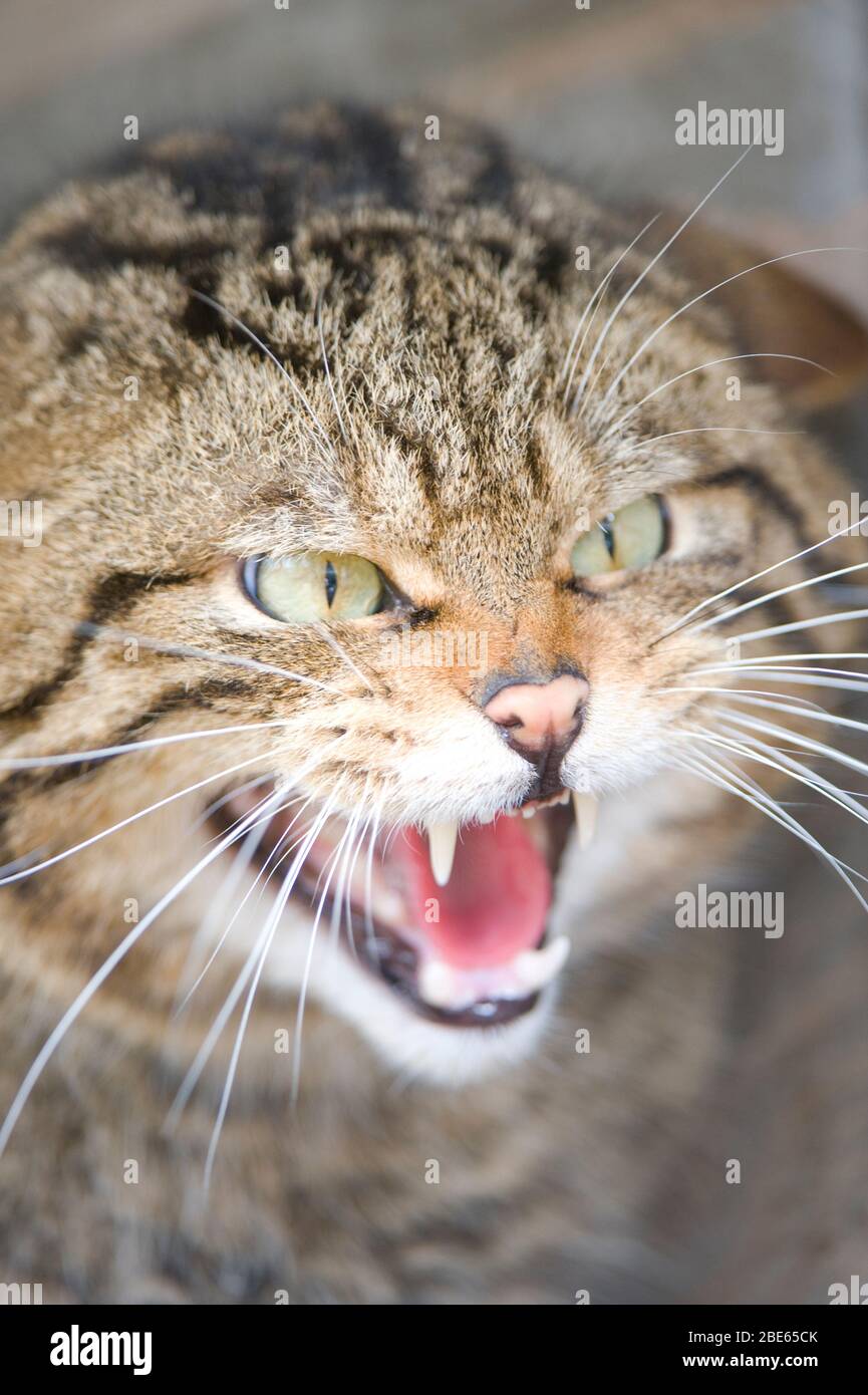 A captive but pure Scottish Wildcat snarling in defiance Stock Photo ...