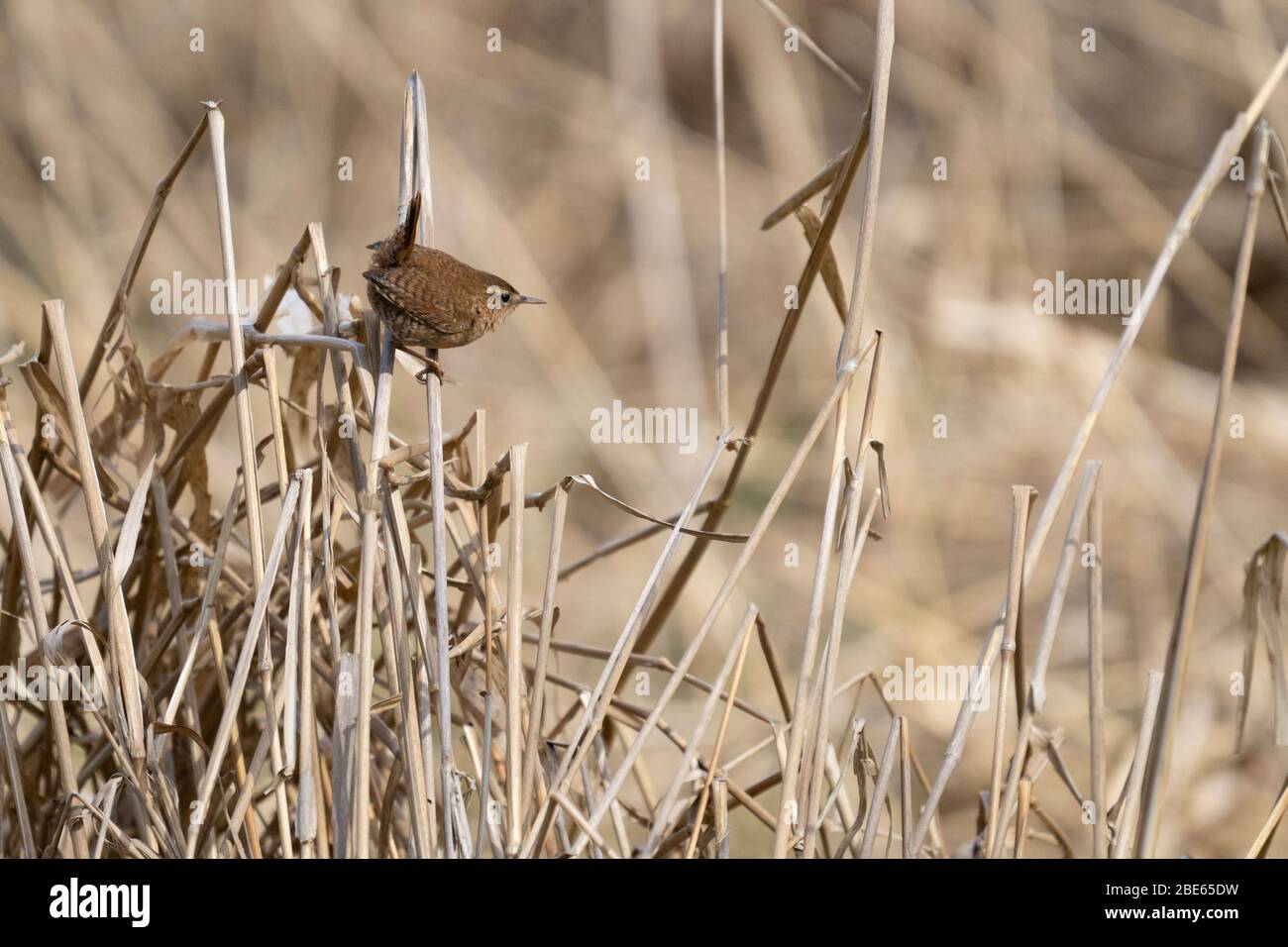 The Wren is the smallest British bird, matched only by the Goldcrest ...