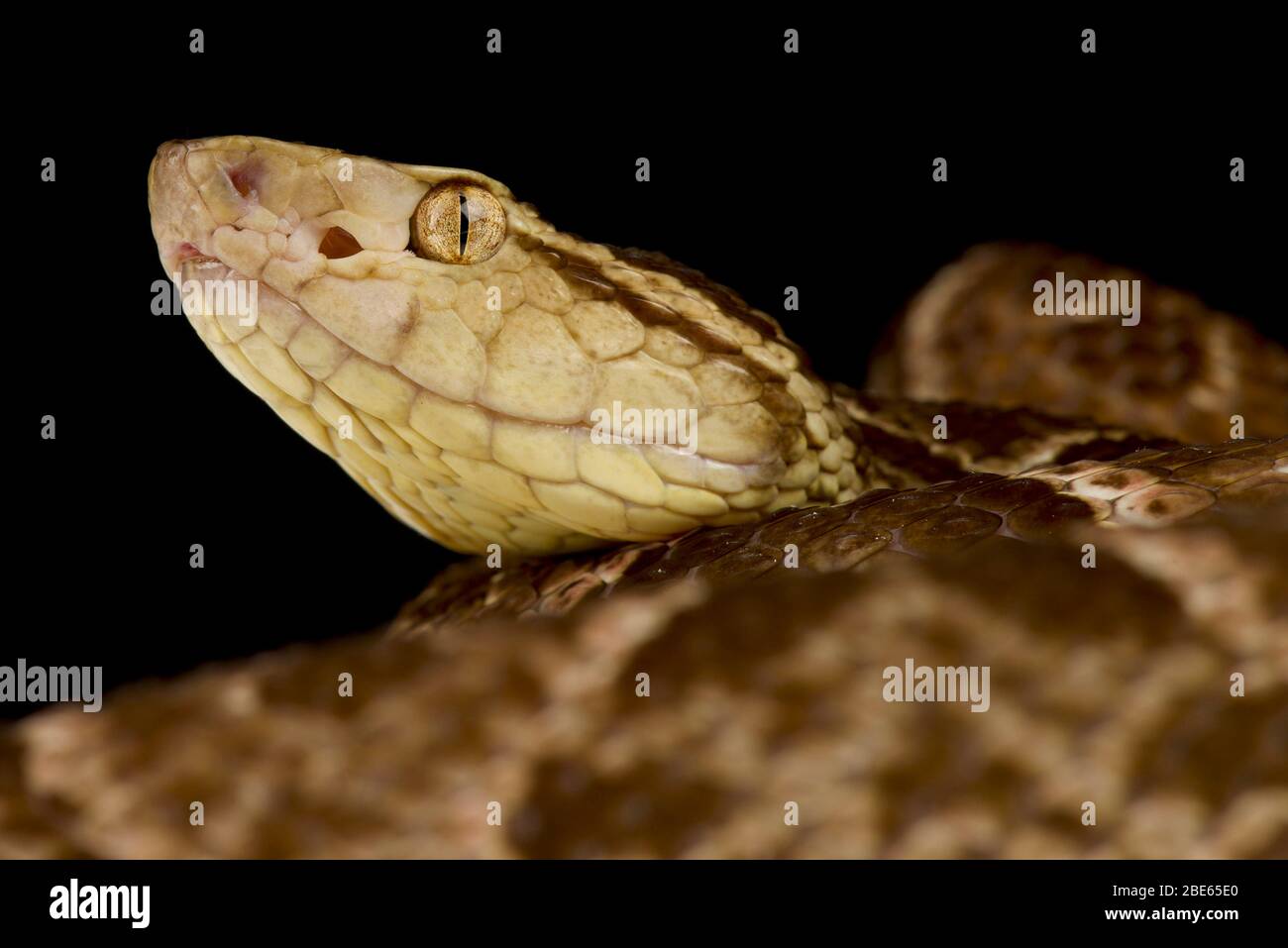 Fer-de-Lance (Bothrops asper Stock Photo - Alamy