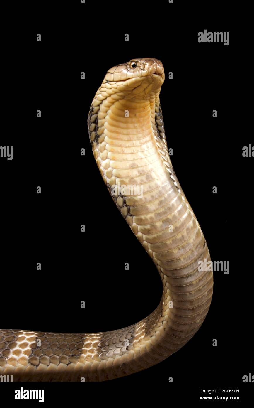 King cobra (Ophiophagus hannah Stock Photo - Alamy