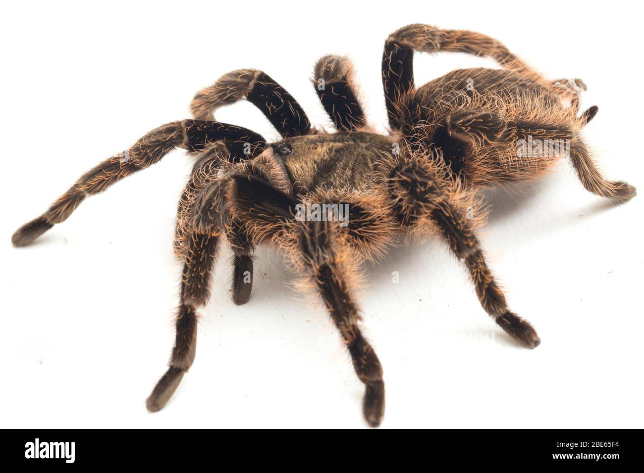 Curlyhair Tarantula (Brachypelma albopilosum) Isolated on white ...