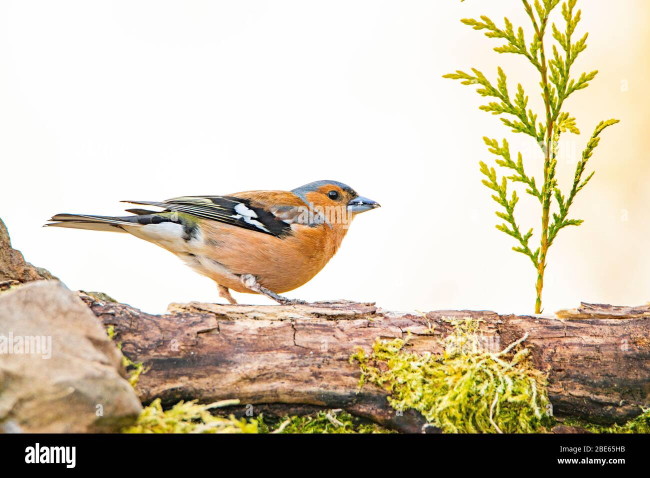 Chaffinch, male chaffinch, perched in a British Garden Stock Photo - Alamy
