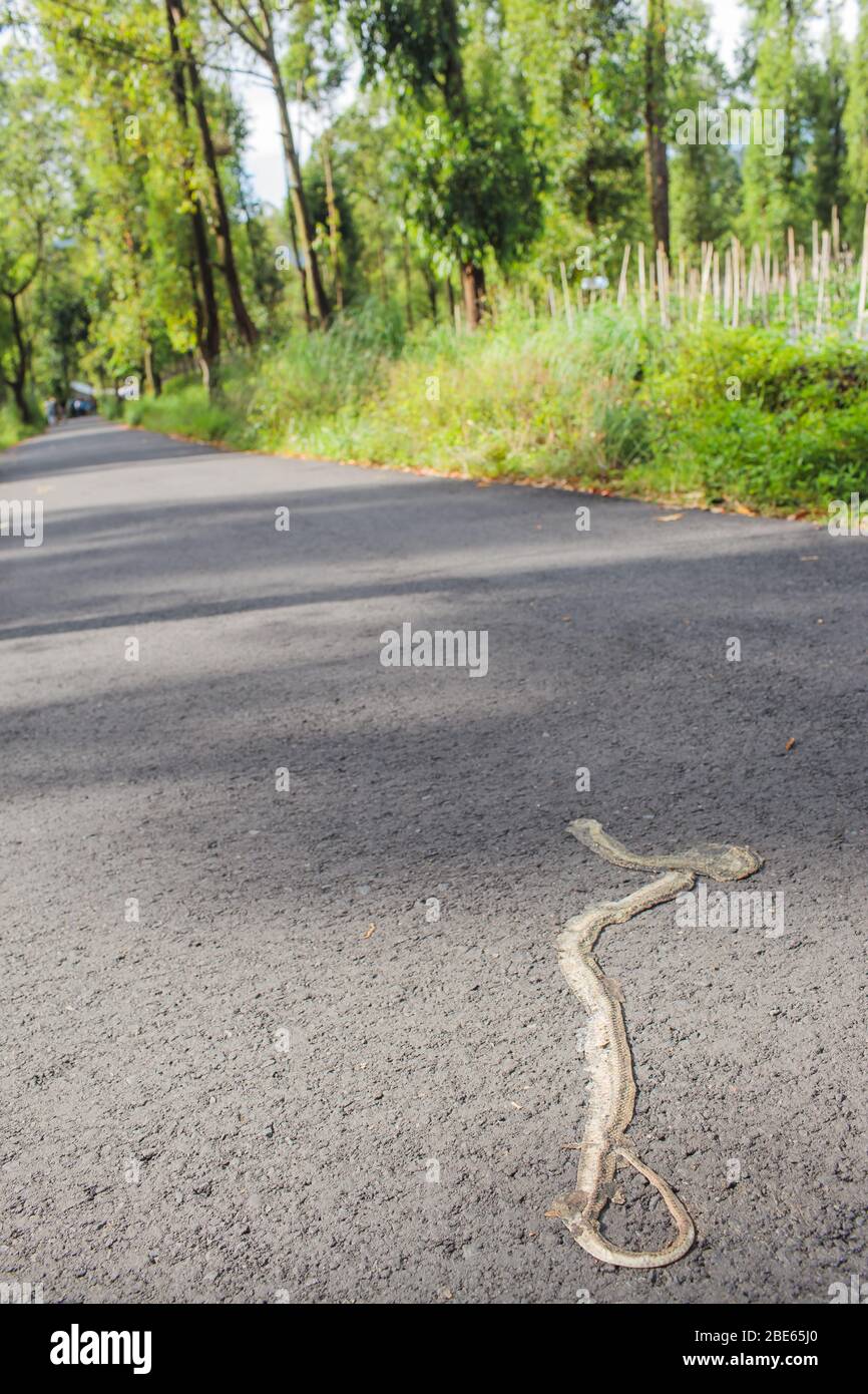 dead snake on the road, the car ran over her Stock Photo - Alamy