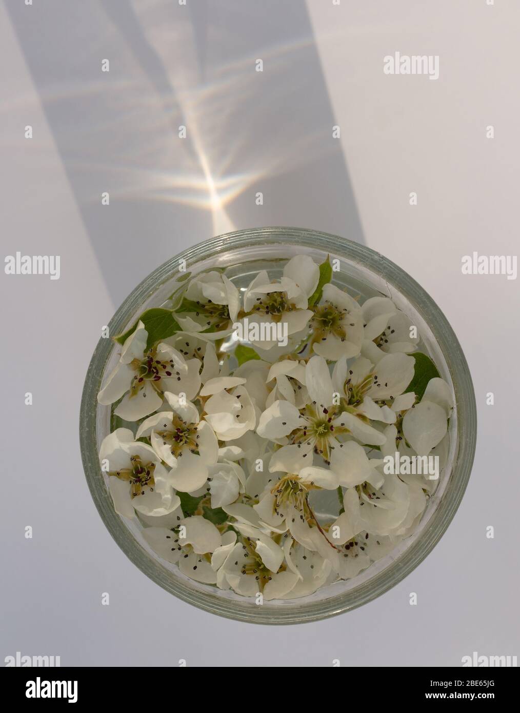 Conference pear tree in flower hi-res stock photography and images - Alamy