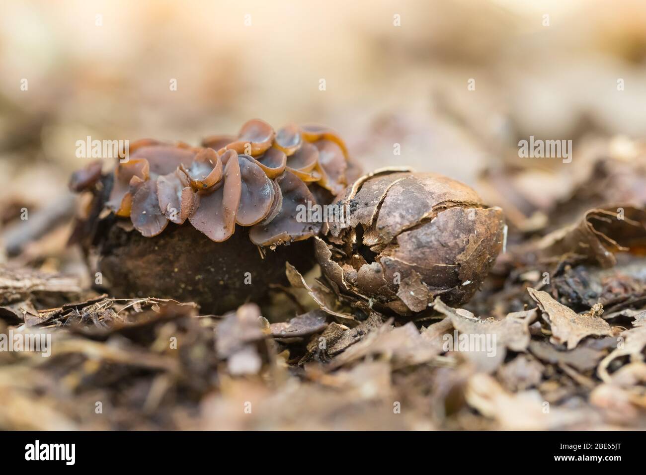 Ciboria fungus hi-res stock photography and images - Alamy