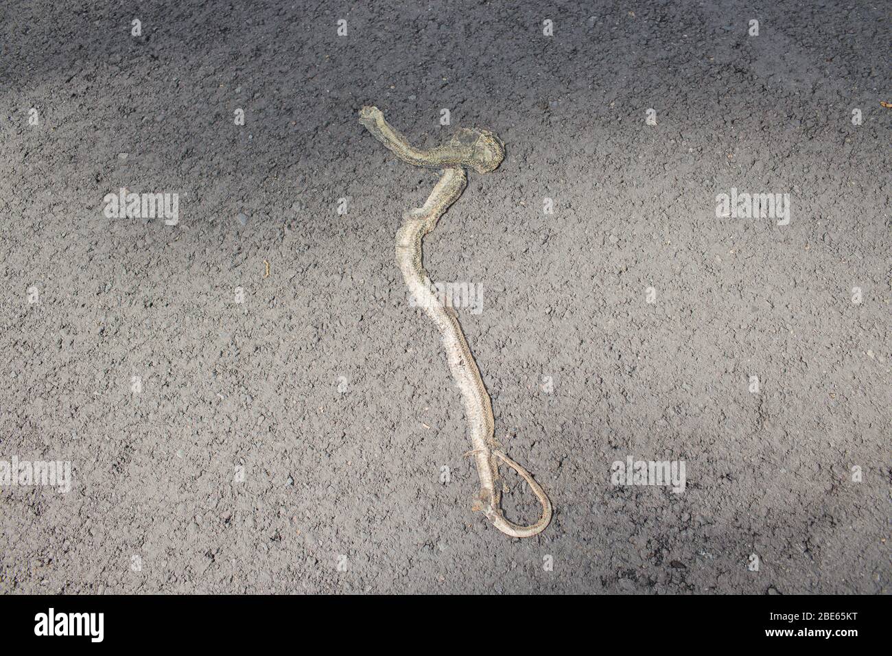 dead snake on the road, the car ran over her Stock Photo - Alamy