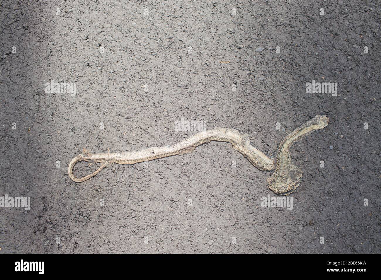 dead snake on the road, the car ran over her Stock Photo - Alamy