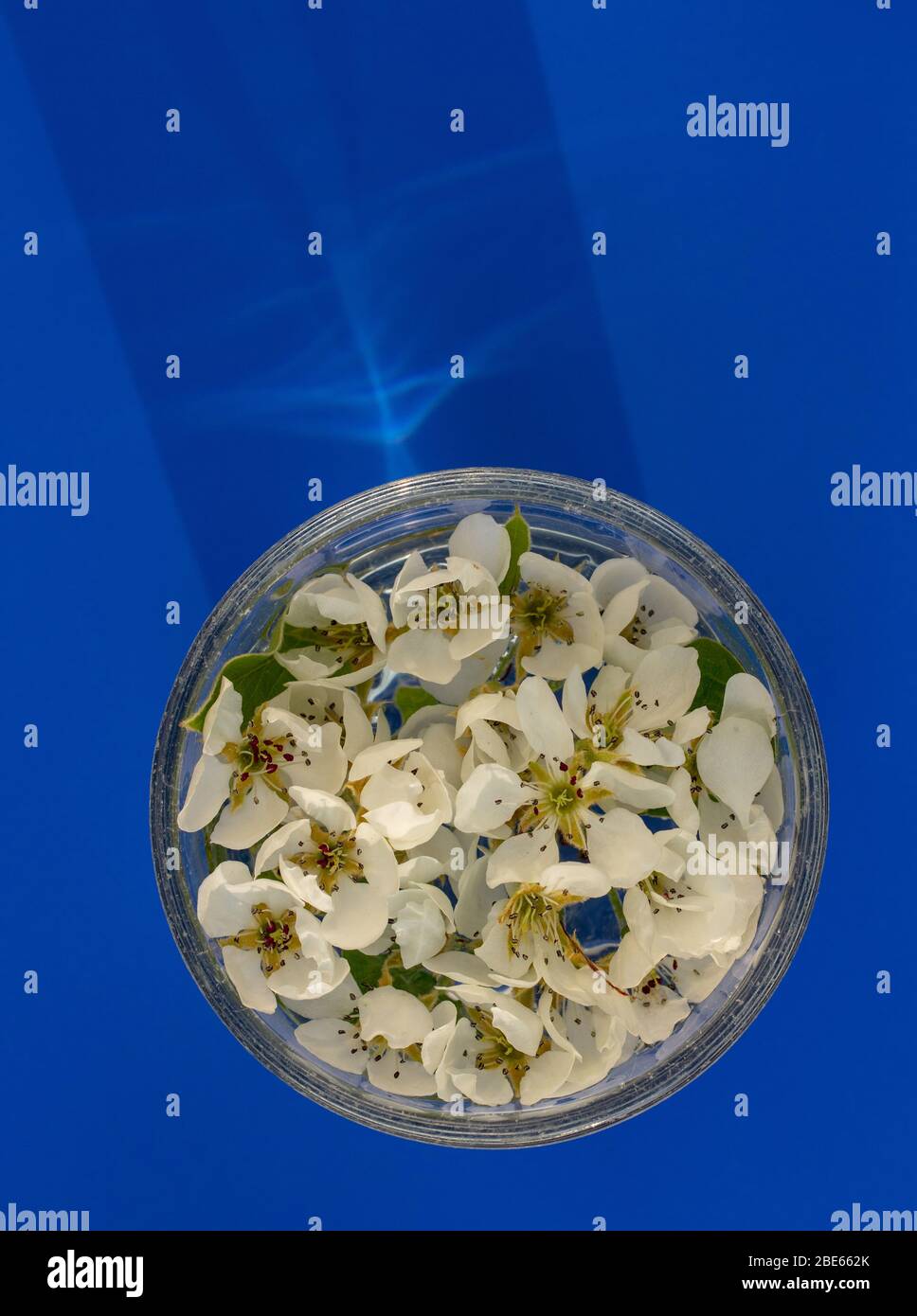 Conference pear tree in flower hi-res stock photography and images - Alamy