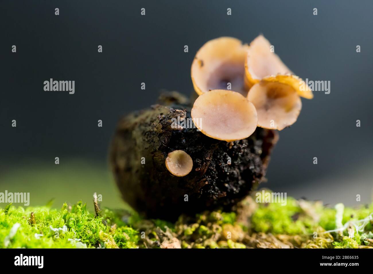 Ciboria fungus hi-res stock photography and images - Alamy