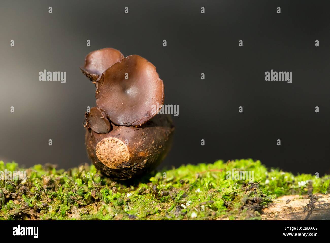 Catkin cup fungi on oak acorn (Ciboria batschiana Stock Photo - Alamy