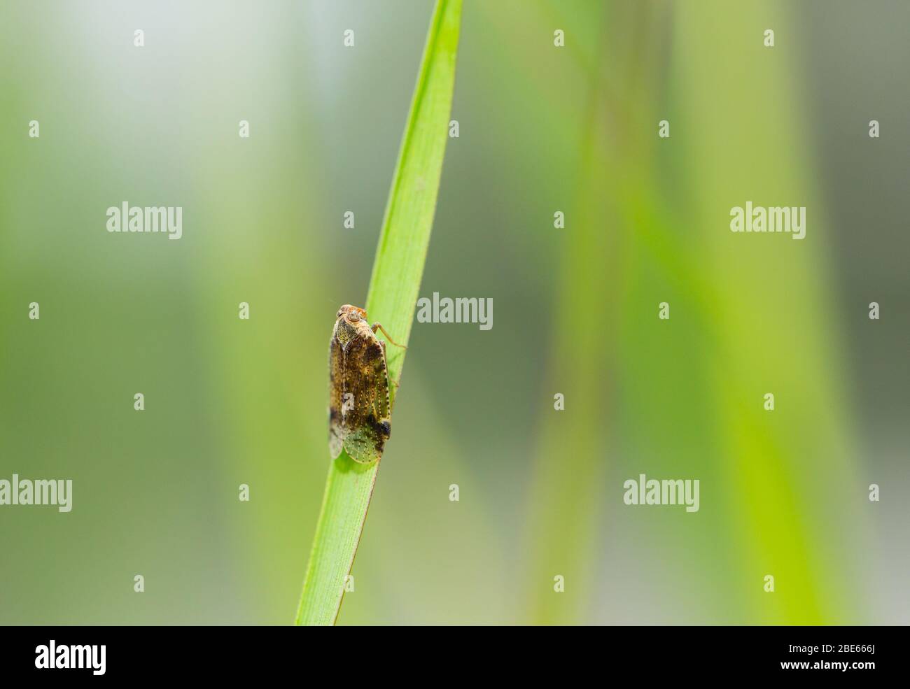 Cixius hi-res stock photography and images - Alamy