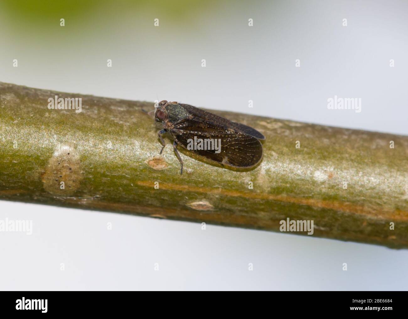 Transparent planthopper hi-res stock photography and images - Alamy