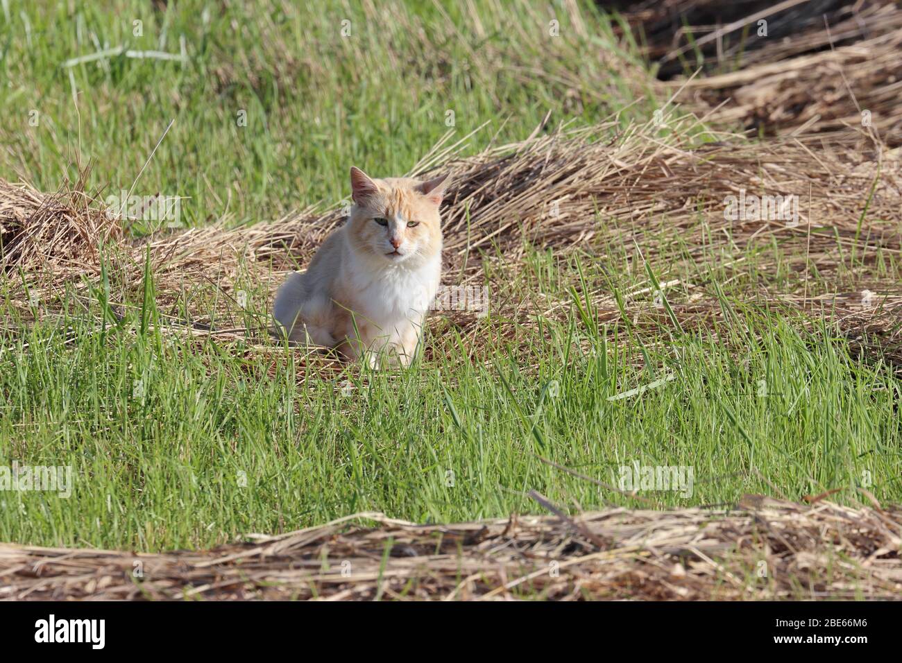 Feral Cat hunting in a grass field Stock Photo - Alamy