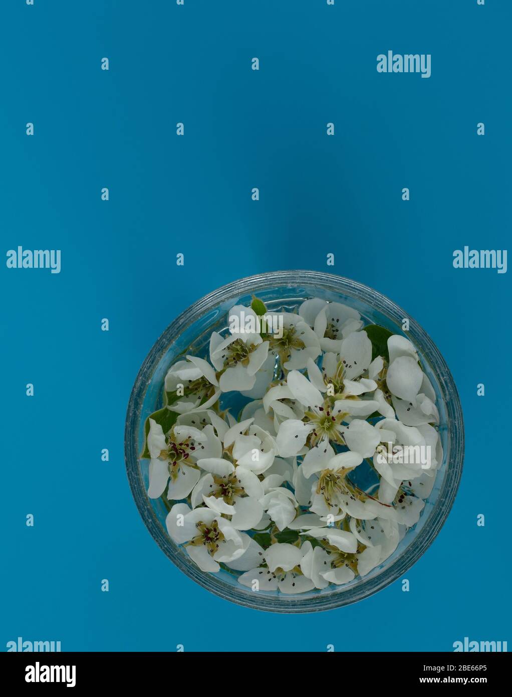 Conference pear tree in flower hi-res stock photography and images - Alamy