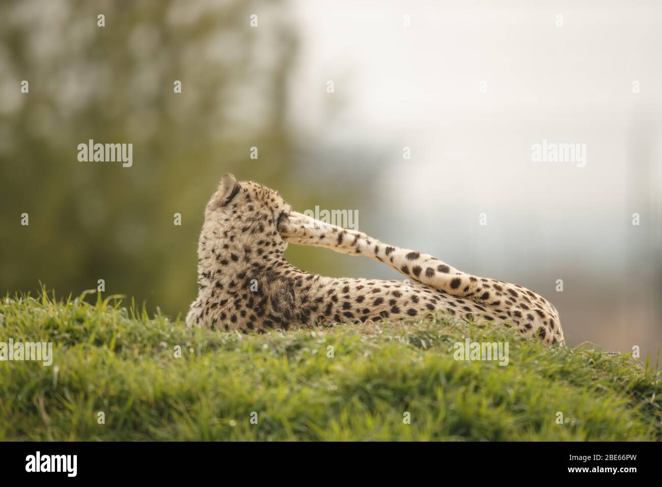 Cheetah paw hi-res stock photography and images - Alamy