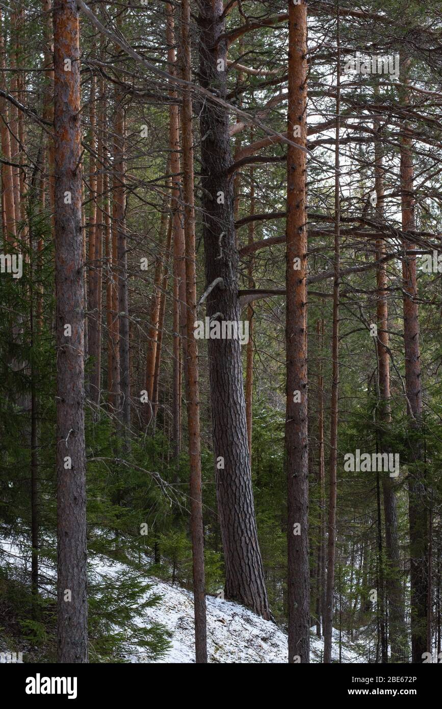 Beautiful taiga forest hi-res stock photography and images - Alamy
