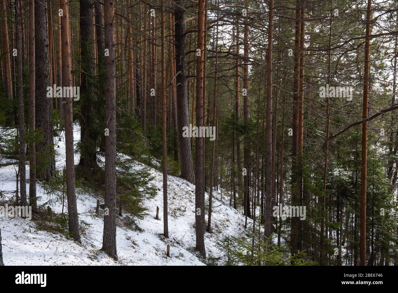 Taiga forest on a spring day Stock Photo - Alamy