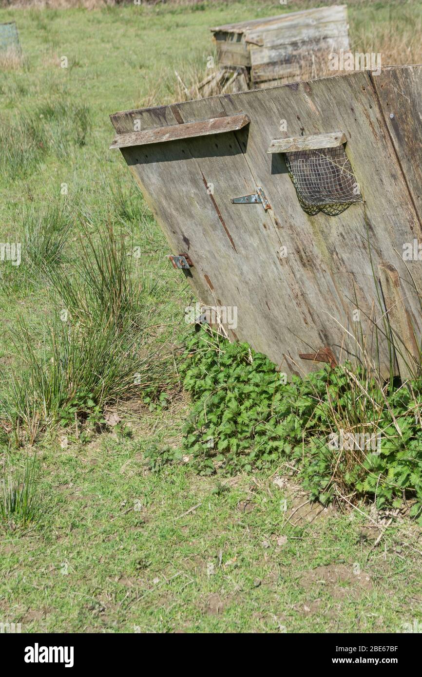 Patch of nettles beside a collapsing old chicken coop. Stinging Nettles ...
