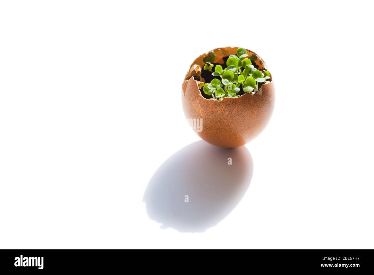 Green seedlings inside an egg shell on a white background, isolated ...