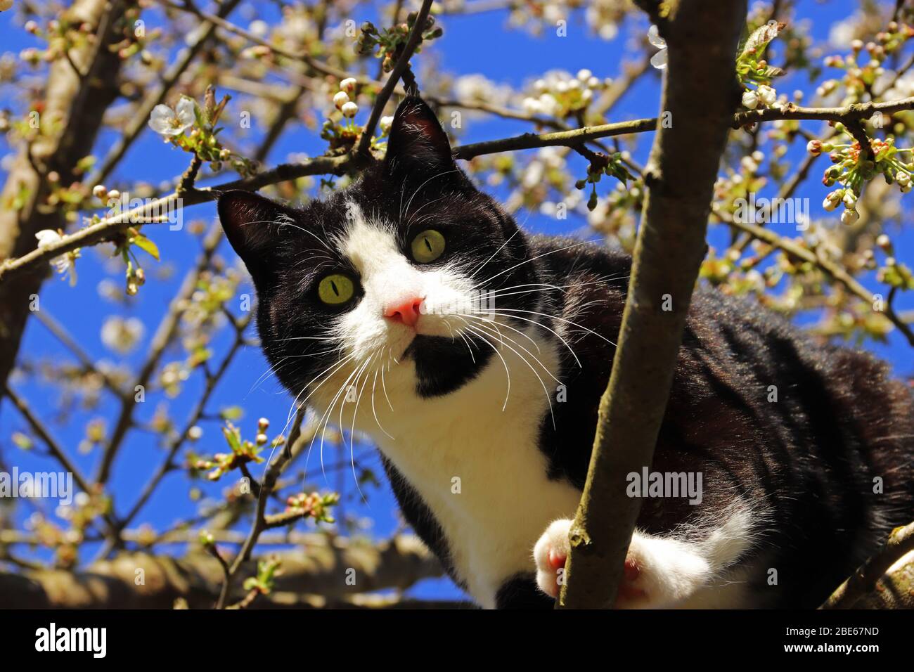Domestic cat cherry tree hi-res stock photography and images - Alamy