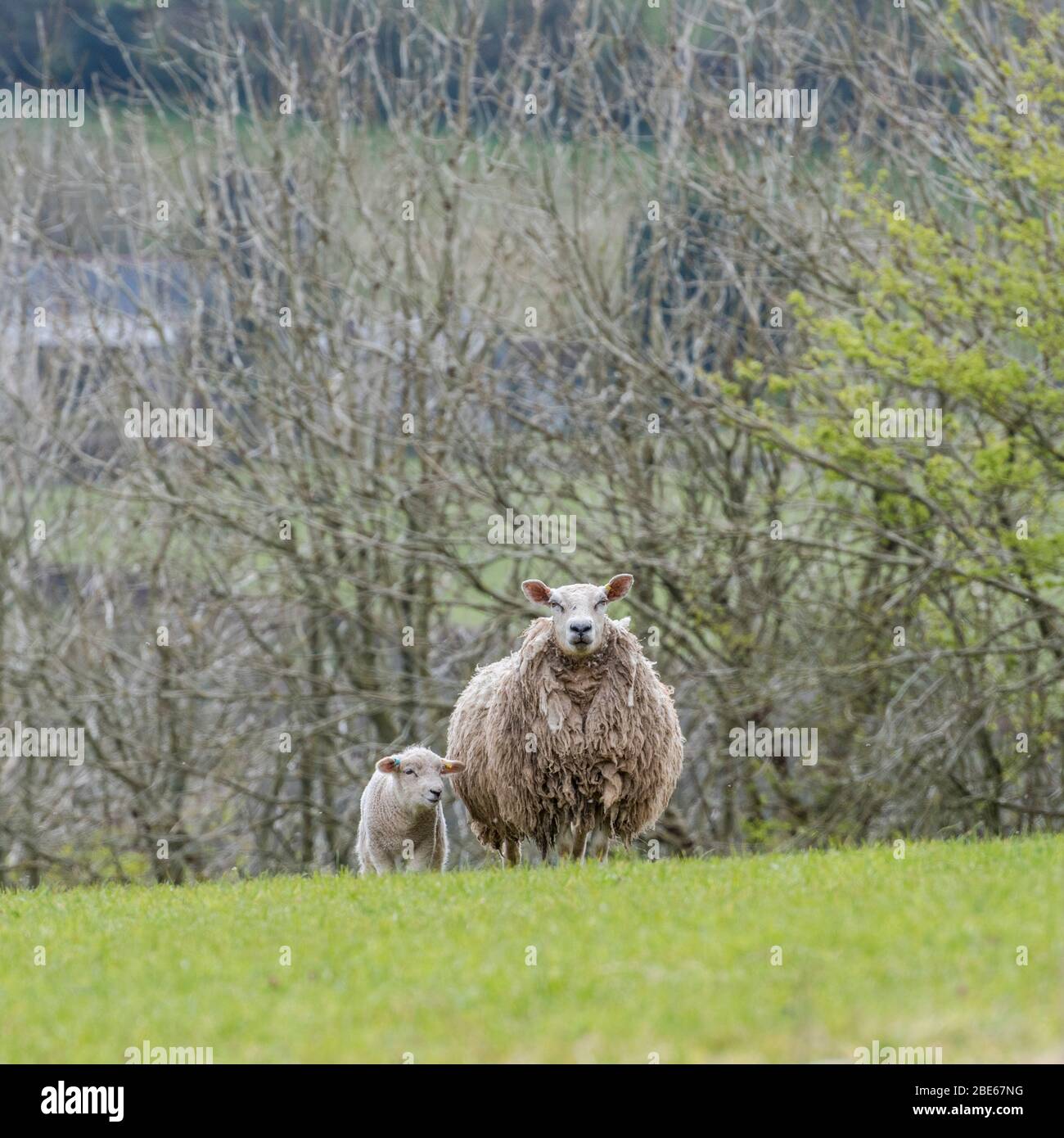 Sheep breeding hi-res stock photography and images - Alamy