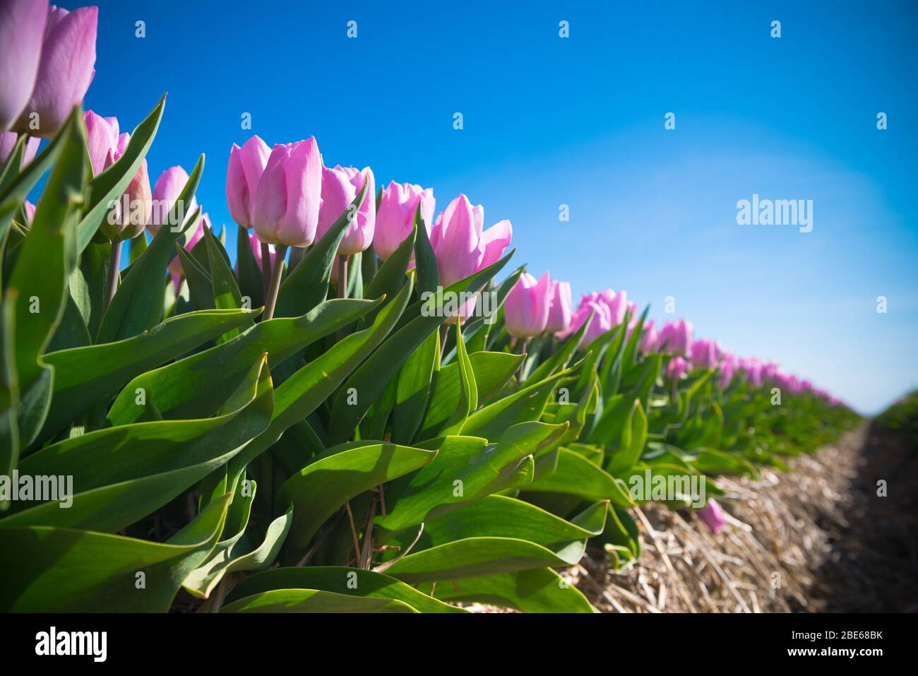 Fluffy pink tulips hi-res stock photography and images - Alamy