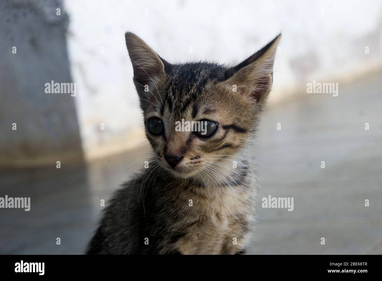 Domestic short-haired cat (kitten Stock Photo - Alamy
