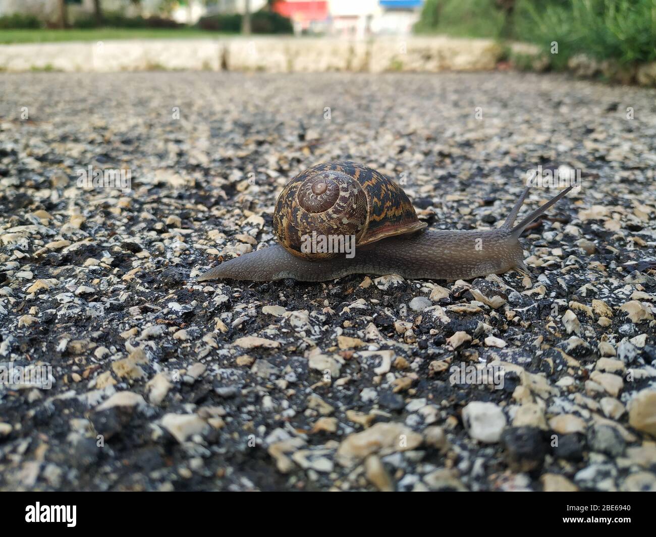 Snail on the path walking Stock Photo - Alamy