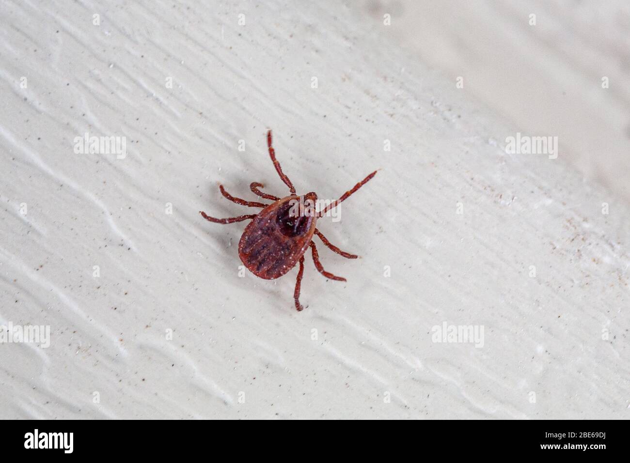 A true ixodid mite blood sucking parasite carrying the acarid disease ...