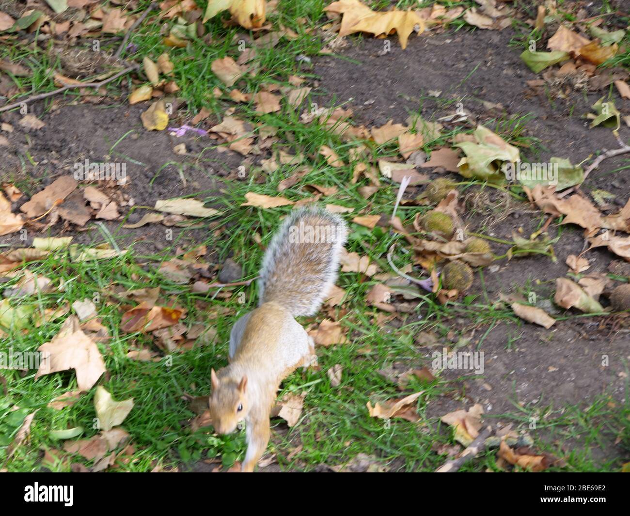 Squirrels in green park london hi-res stock photography and images - Alamy