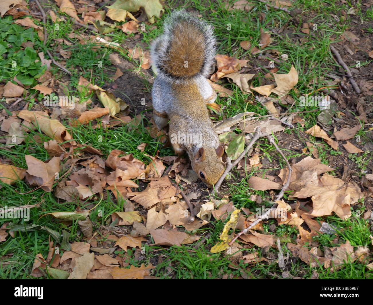 Cute squirrel london hi-res stock photography and images - Alamy