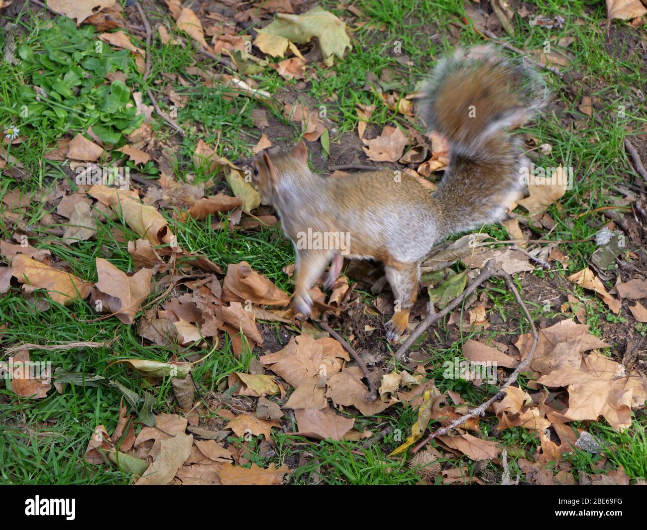 Squirrels in green park london hi-res stock photography and images - Alamy