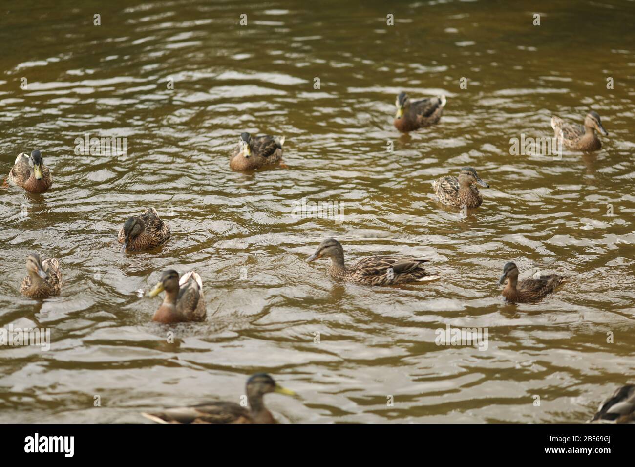 A large number of ducks swim in the pond Stock Photo - Alamy