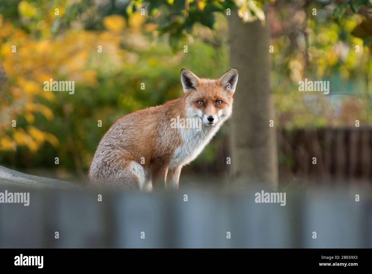 adult male Red Fox, Vulpes vulpes, standing on shed in autumn, London ...