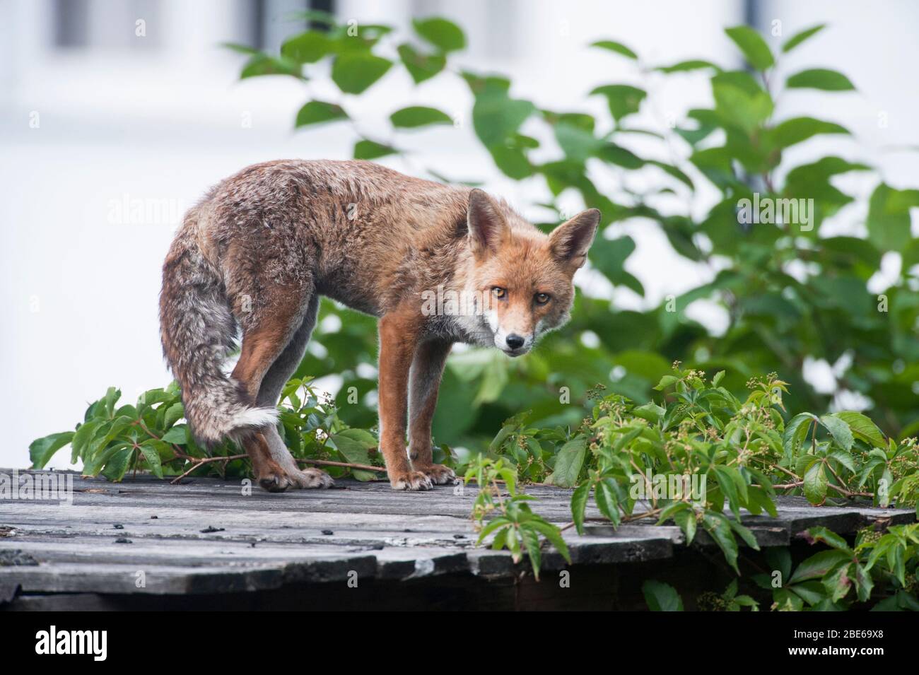 Adult, male Red Fox, Vulpes vulpes, on shed roof in suburban garden ...