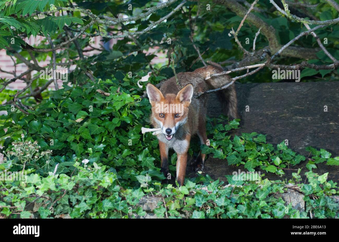 Red fox eating chicken bones hi-res stock photography and images - Alamy