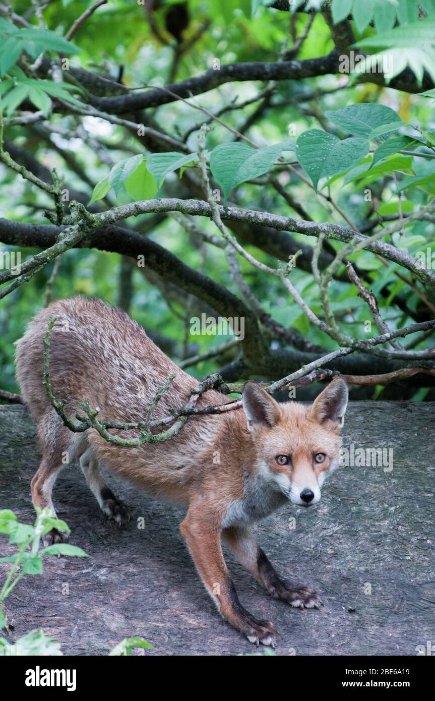 Adult Red Fox, Vulpes vulpes, on shed roof in suburban garden, London ...